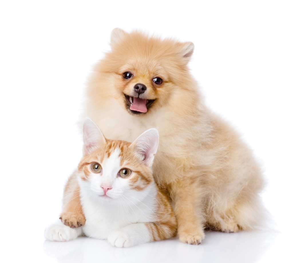 Pet Grooming & Boarding Ardmore OK | Reigning Cats & Dogs